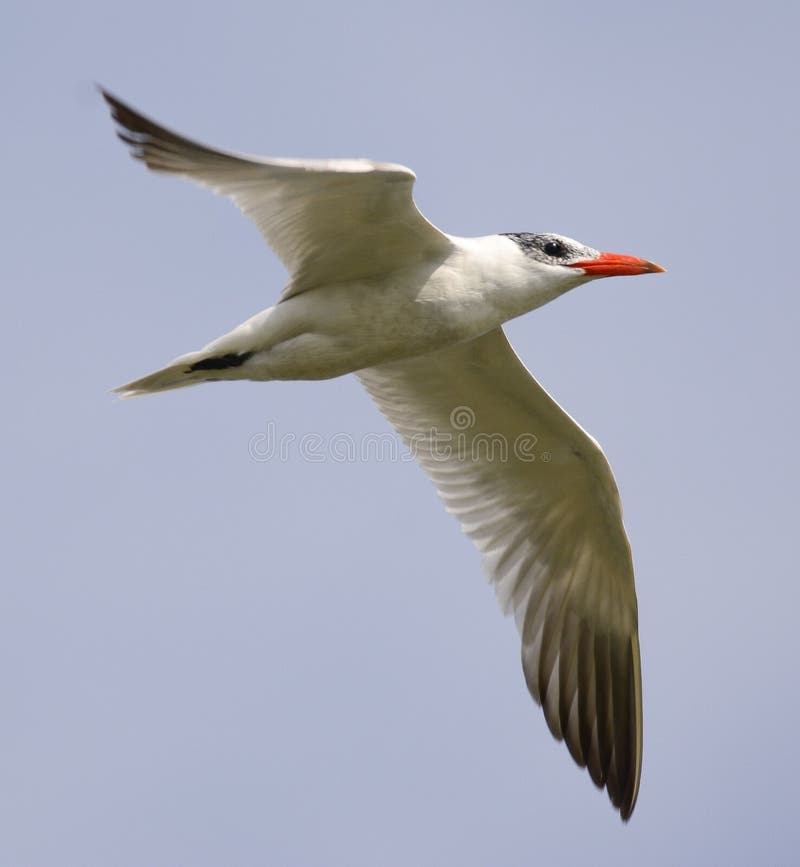 Low Angle Shot of a Flying Caspian Tern Bird Stock Image - Image of ...