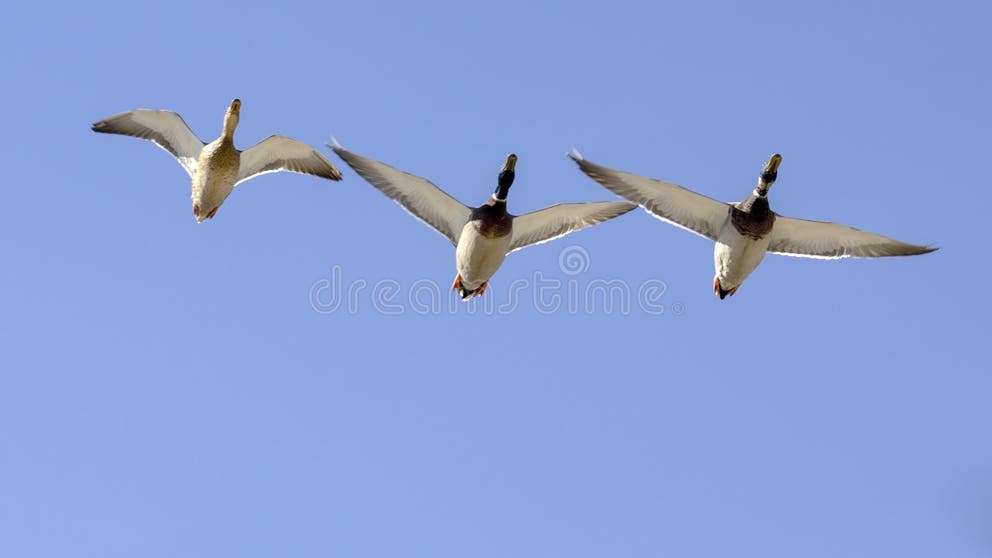 Low Angle Shot of Flying Geese in a Blue Sky Stock Image - Image of ...