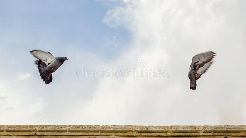 Low-angle Shot of Flying Pigeons in Flight Stock Photo - Image of ...