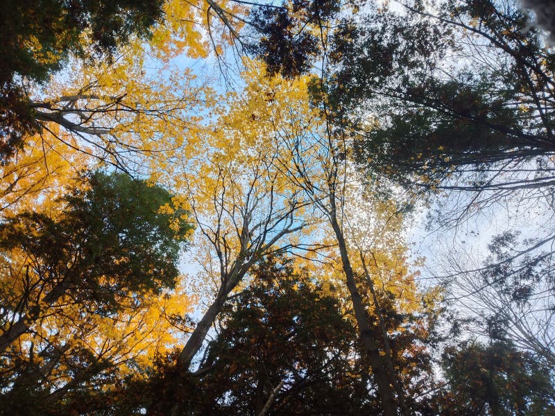 Low angle shot of a forest stock image. Image of vibrant - 265241219