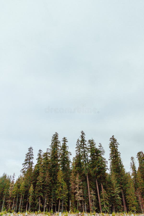 Low Angle Shot of a Forest with Beautiful Tall Pine Trees Stock Image ...