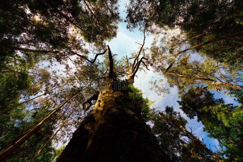 Low Angle Shot in a Forest. Looking Up Trees Stock Image - Image of ...