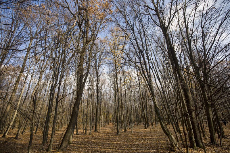 Low Angle Shot of a Forest with Tall Thin Tree Trunks Stock Image ...
