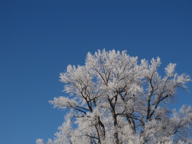 Low-angle Shot of a Frozen Tree Against Blue Sky Stock Image - Image of ...