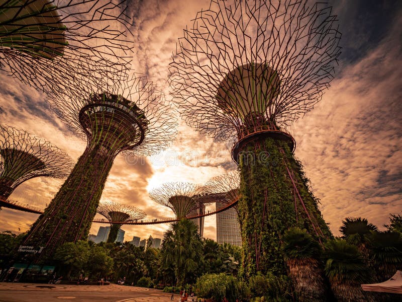 Low Angle Shot of the Gardens by the Bay Park with Supertrees of ...