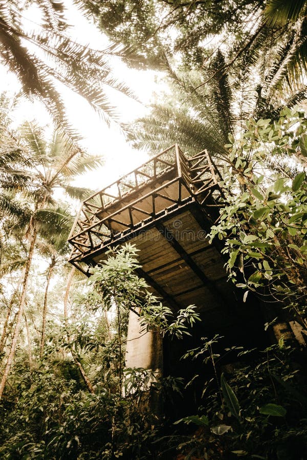 Low Angle Shot of a Giant Wooden Observation Deck Surrounded by Greens ...