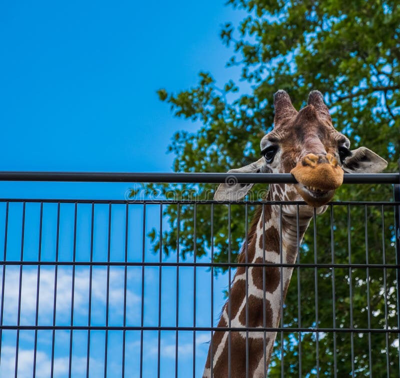 Low Angle Shot of a Giraffe Leaning on a Fence in a Zoo Stock Image ...