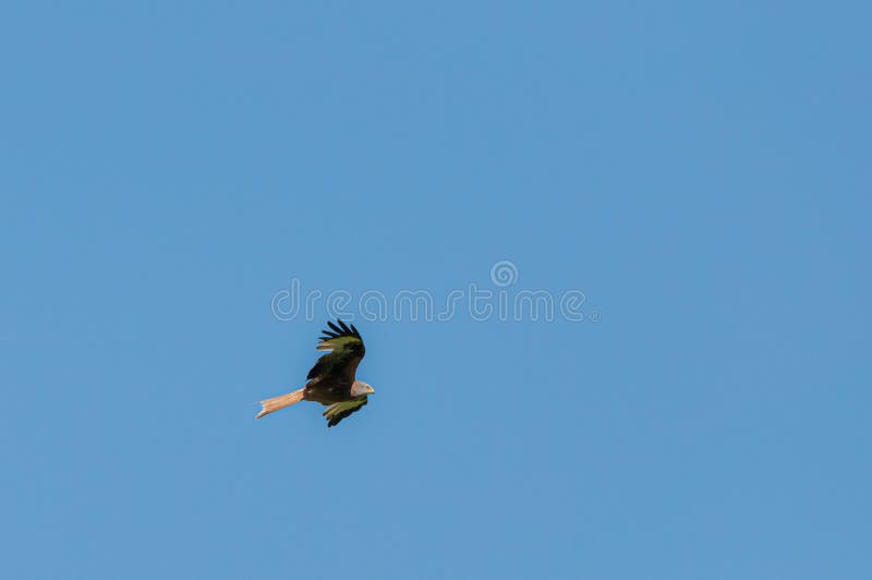 Low Angle Shot of a Gorgeous Hawk Flapping Its Wings in a Clear Blue ...