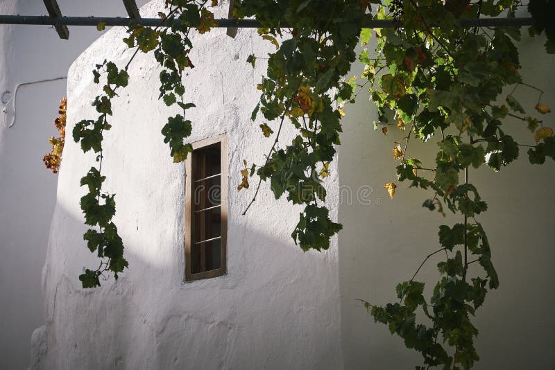Low Angle Shot of a Grape Tree Hanging Down a White Building in Paros ...