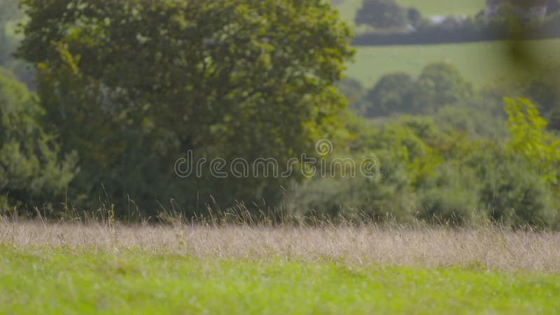 Grass on a Gently Sloping Hillside Stock Video - Video of england ...
