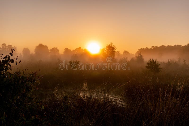 Low Angle Shot of Grassland and Trees during Sunrise Stock Image ...