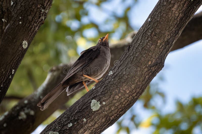 Low Angle Shot of a Great Thrush Bird Perched on a Tree Branch Stock ...