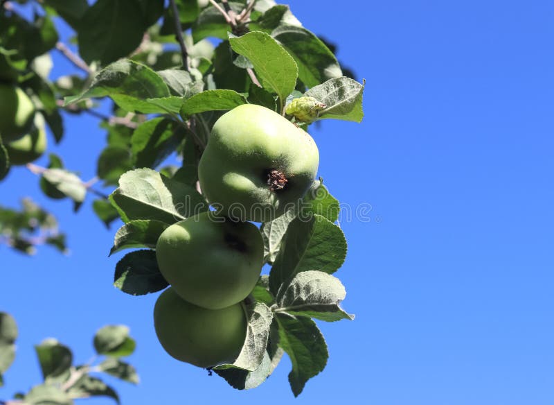 Low Angle Shot of Green Apples on the Tree Captured during the Daytime ...