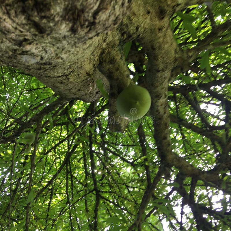 Low Angle Shot of Green Calabash Tree Stock Photo - Image of branch ...