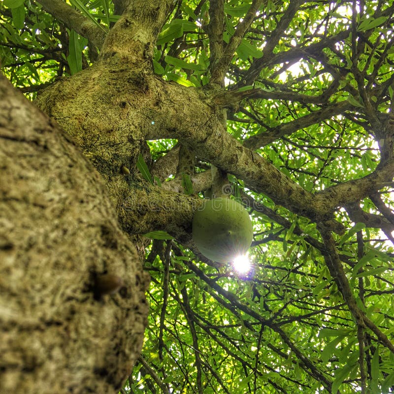 Low Angle Shot of Green Calabash Tree Stock Image - Image of green ...