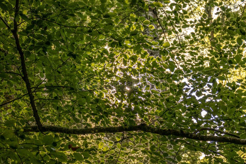 Low-angle Shot of the Green Leaves Hanging from the Tree Branches Stock ...