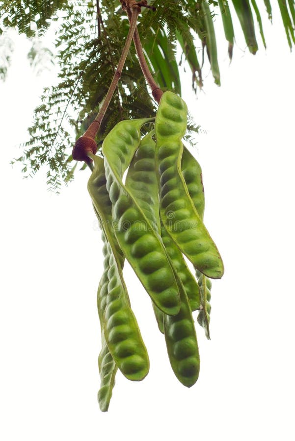Low Angle Shot of a Green Stink Bean Growing on a Tree Branch Stock ...