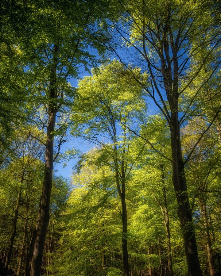 Low Angle Shot of Green Trees in the Forest in Cannock Chase ...