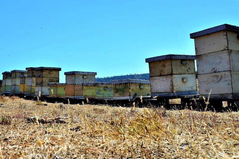 Low Angle Shot of a Group of Old Hives in the Middle of a Field on a ...