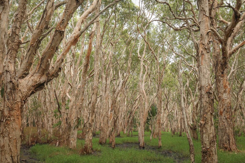 Half Green Half Bare Tree Stock Photos - Free & Royalty-Free Stock ...