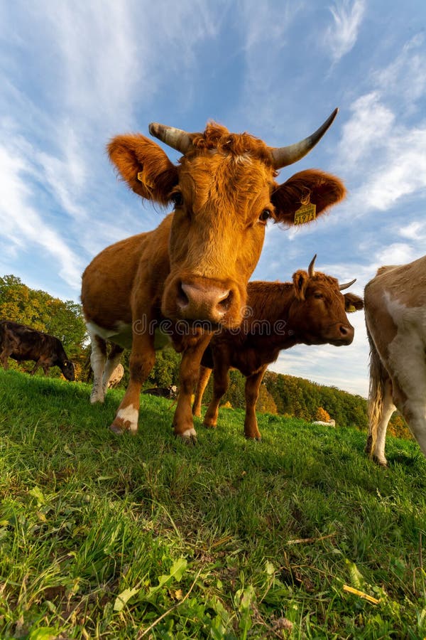Low-angle Shot of a Herd of Cows Looking at the Camera in the Green ...