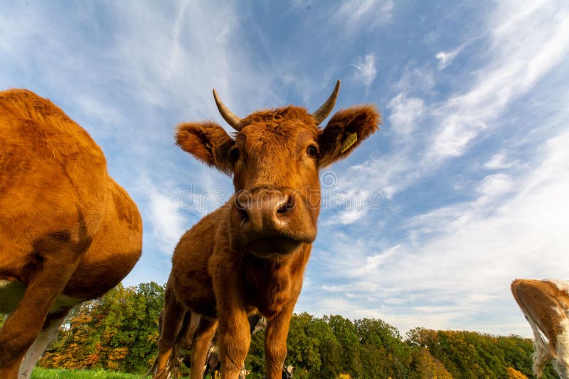 Low-angle Shot of a Herd of Cows Looking at the Camera in the Green ...