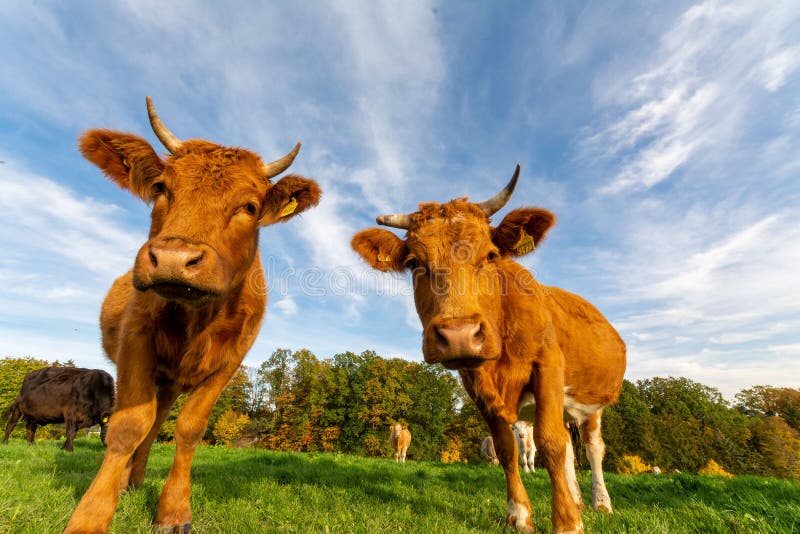 Low-angle Shot of a Herd of Cows Looking at the Camera in the Green ...
