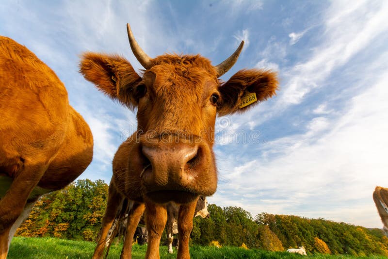 Low-angle Shot of a Herd of Cows Looking at the Camera in the Green ...