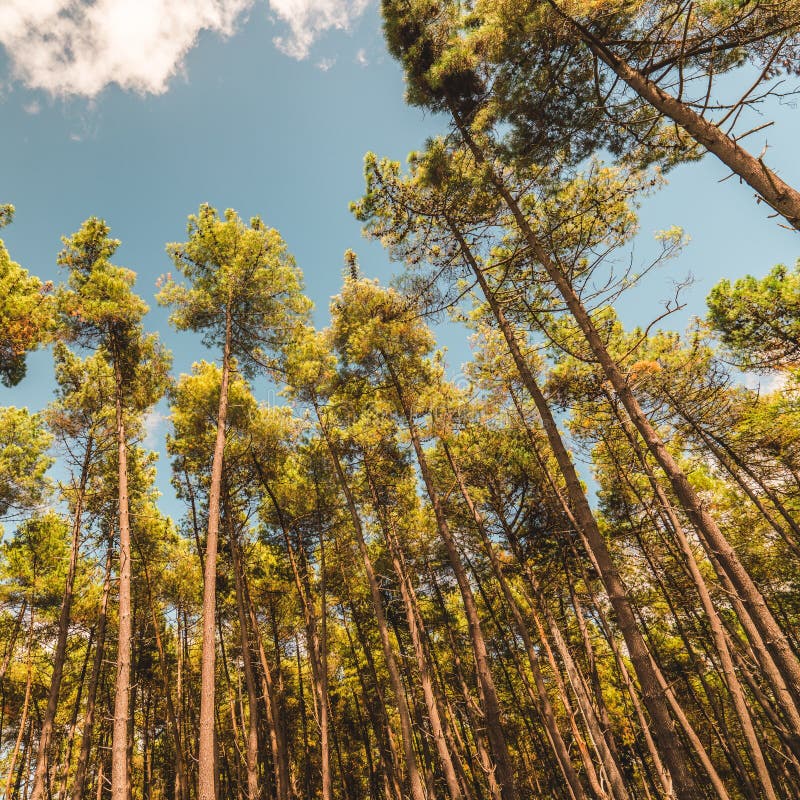 Low Angle Shot of High Rise Trees Touching the Clear Sky Stock Image ...