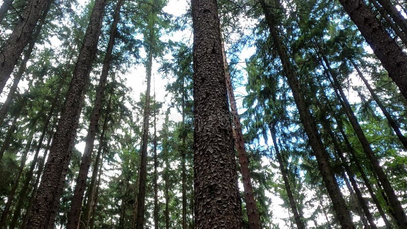 Low Angle Shot of High Tall Trees with Bright Sky Stock Footage - Video ...