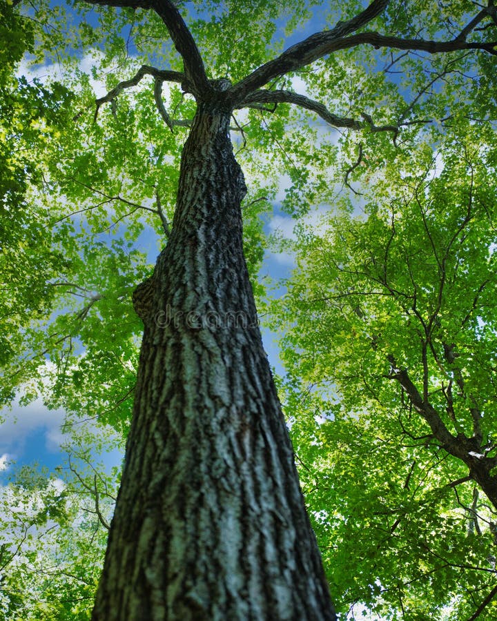Low-angle Shot of the High Tree Stock Photo - Image of woods, summer ...