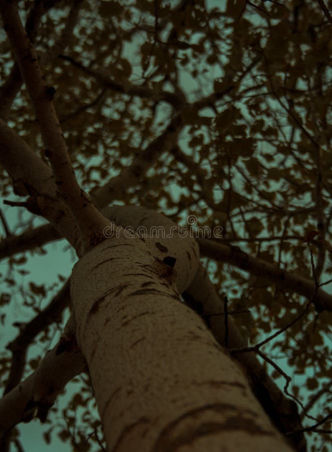Low Angle Shot of a High Tree with Branches and Leaves in the Dark Park ...
