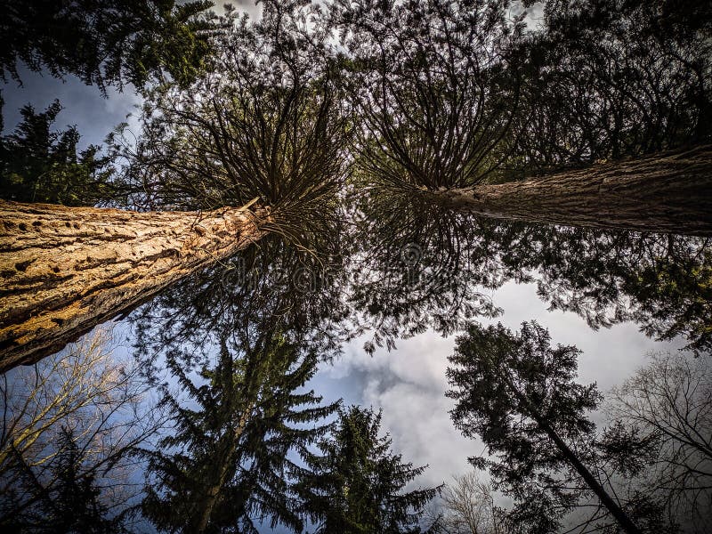 Low Angle Shot of High Trees in a Forest in a Daytime Under the Cloudy ...