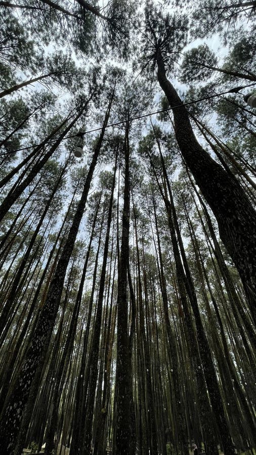 Low Angle Shot of a Hight Trees in Dense Forest Stock Photo - Image of ...