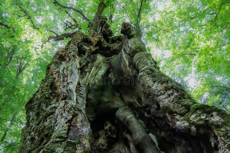 Low Angle Shot of a Huge Old Tree Growing in a Forest Under the ...