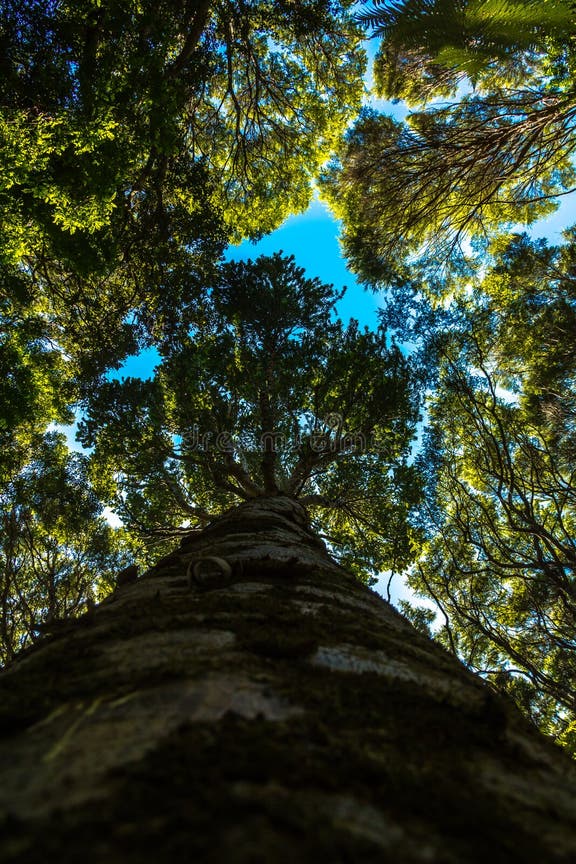 Low Angle Shot of a Kauri Tree with a Close Looking of Its Log. Looking ...