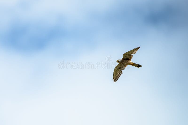 Low Angle Shot of a Kestrel Flying in a Cloudy Blue Sky Stock Photo ...