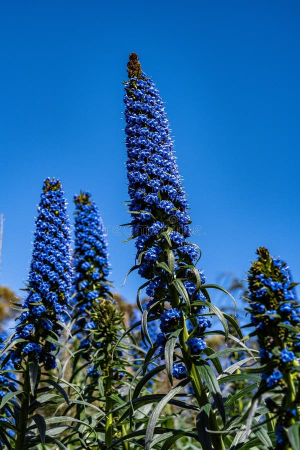 Low Angle Shot of Large Blue Flowers on the Bay Area Stock Photo ...