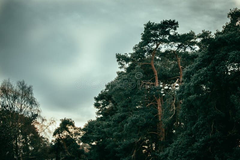 Low Angle Shot of a Large Green Tree on a Cloudy Day Stock Image ...