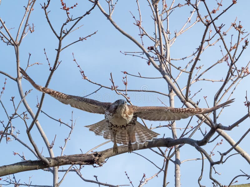 Low Angle Shot of a Large Hawk Flying from a Tree Stock Image - Image ...
