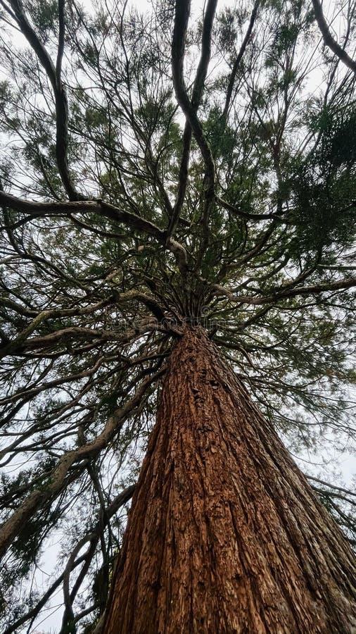 Low-angle Shot of a Large Oak Tree Against a Clear Sky Stock Image ...