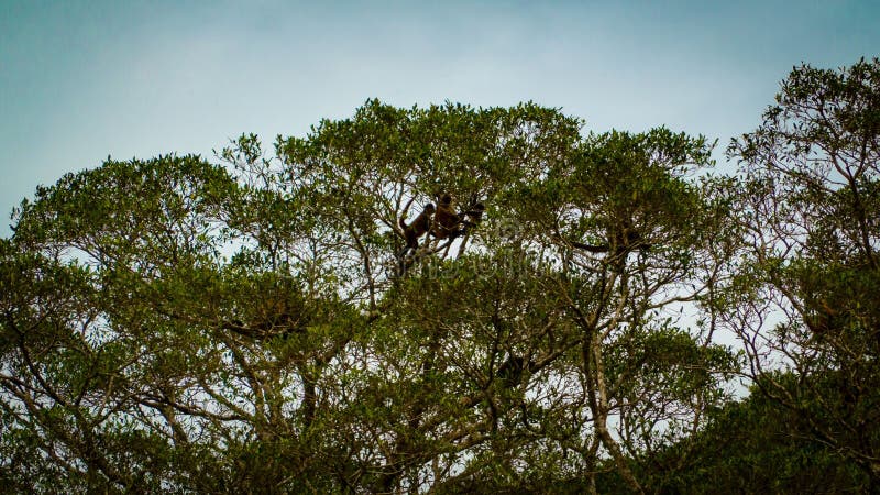 Low Angle Shot of Large Trees with Baboons in Costa Rica Stock Image ...