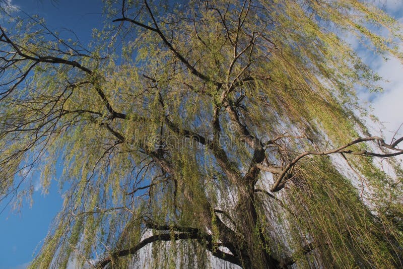 Low Angle Shot of Large Willow Tree in the Sunshine with Blue Sky ...