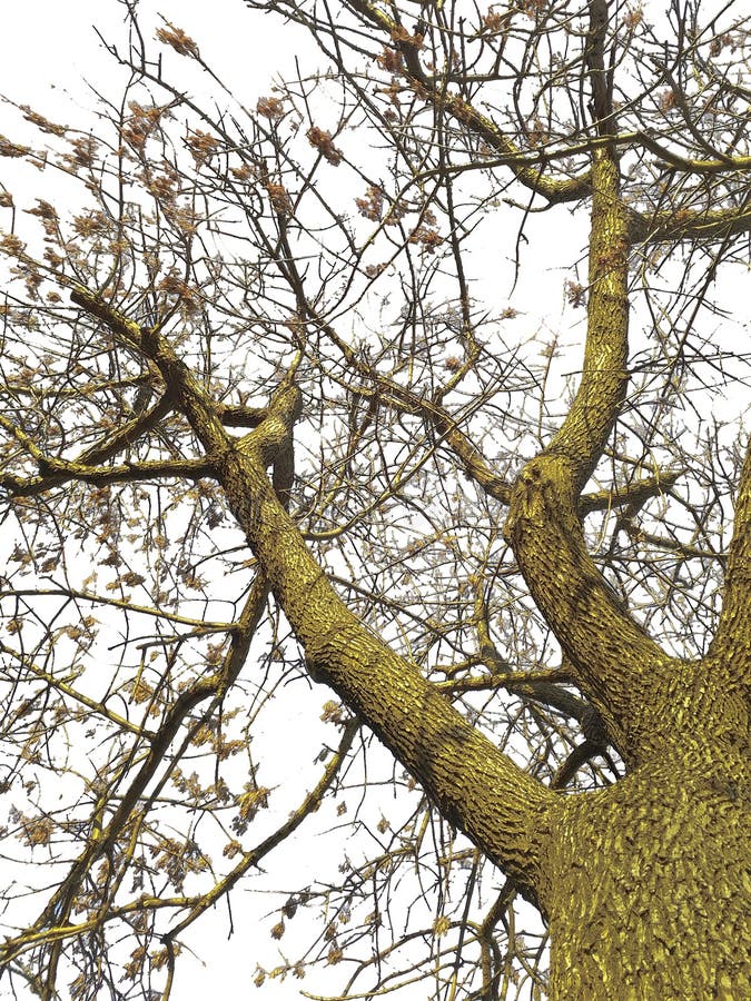 Isolated Low Angle Leaveless Trunk Tree Stock Image - Image of nature ...