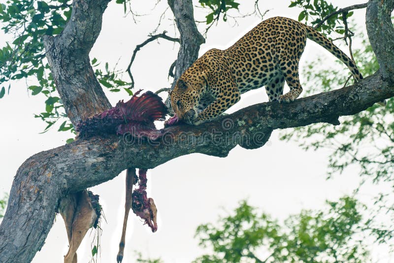 Low Angle Shot of a Leopard Eating Fresh Meat on a Tree Branch with a ...