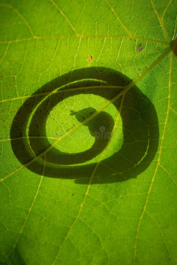 Low-angle Shot of the Lizard Shadow on the Green Leaf Stock Photo ...