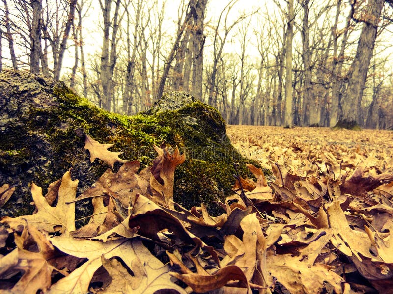 Autumn Moss stock photo. Image of shot, forest, moss - 117674070