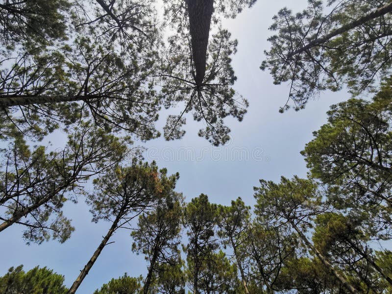 Low Angle Shot of a Lush Forest with High Trees Stock Photo - Image of ...