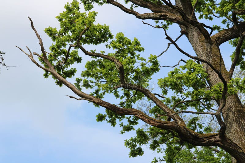Low-angle Shot of the Lush Green Tree Branches Stock Photo - Image of ...