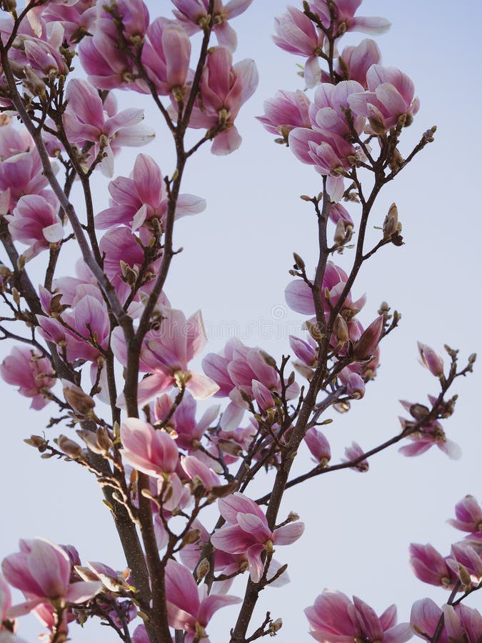 Low Angle Shot of Magnolias Growing on Tree Branches Under the Sunlight ...